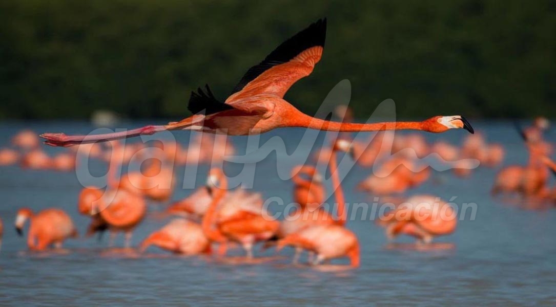 “Viajo porque Viajo”, evento próximo a realizarse en Mérida