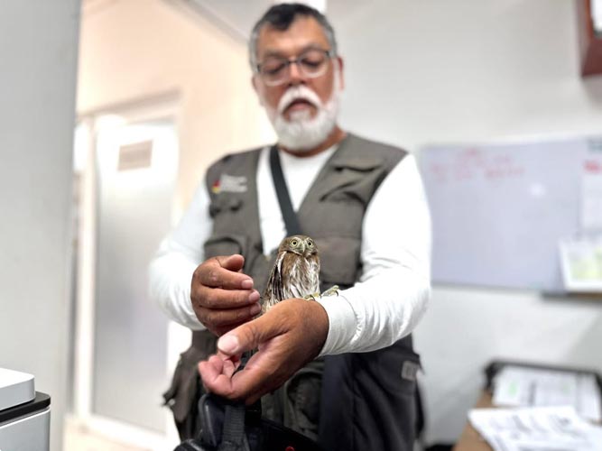 Resguardan pequeño búho para su pronta liberación en Cancún